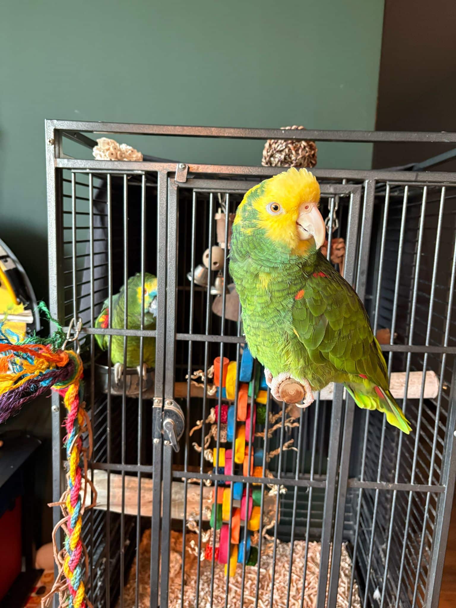 Barry | Hope for Wings