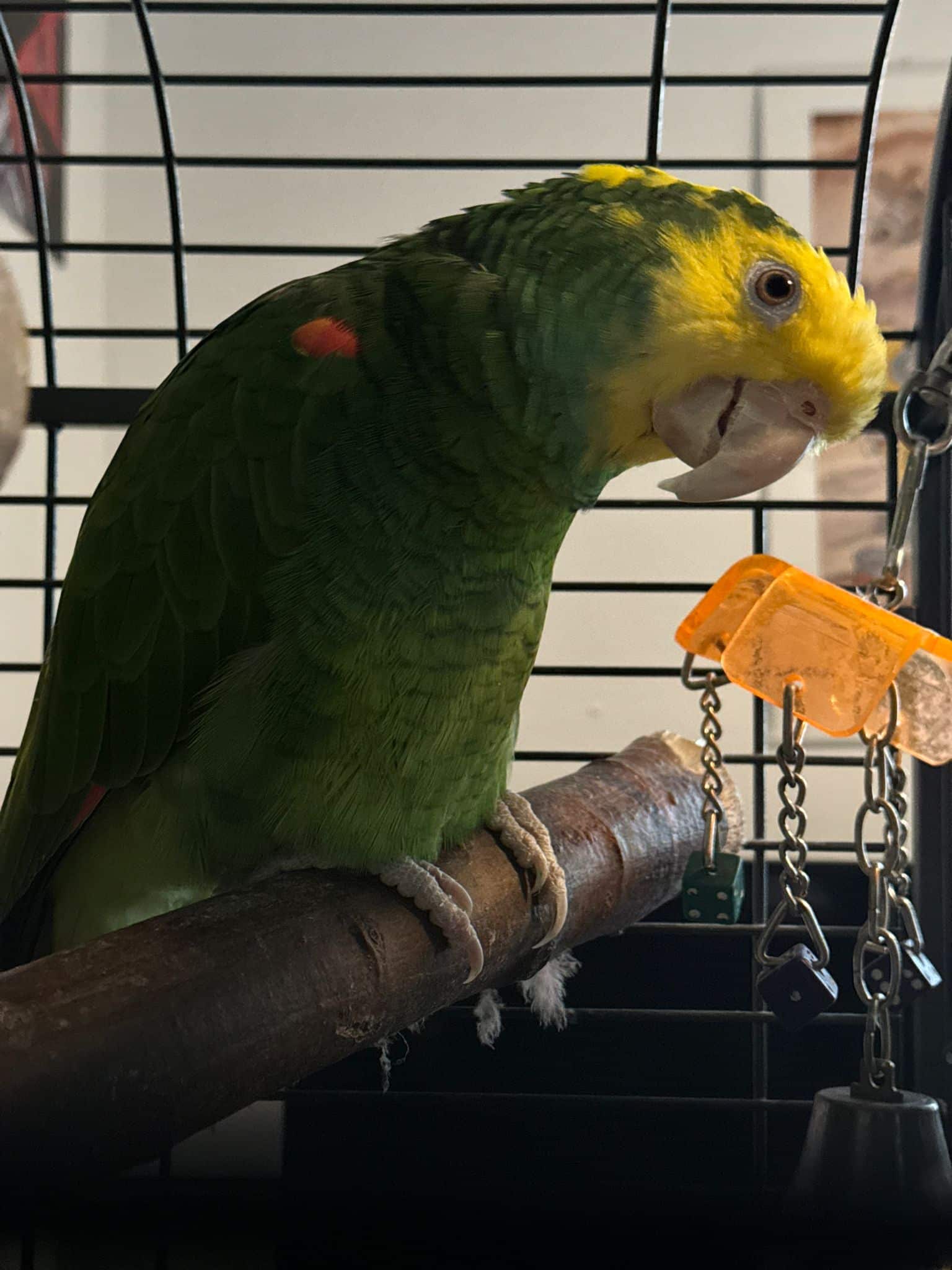 Barry | Hope for Wings